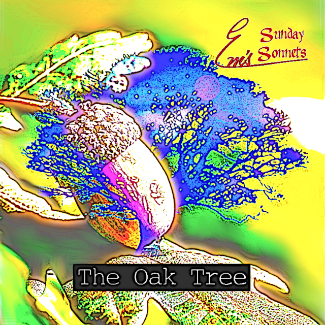 The Oak Tree